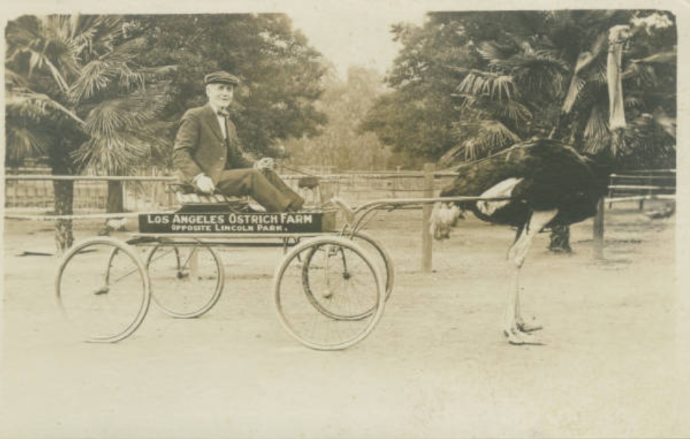 Visual Inspiration: Ostrich Carts – Co-Geeking